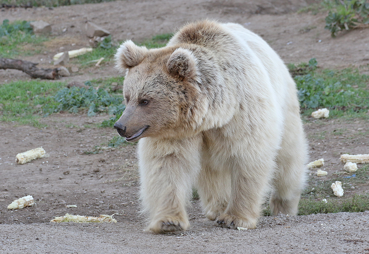 Neue Braunbären im Natur- und Tierpark Goldau eingezogen | Natur- und ...