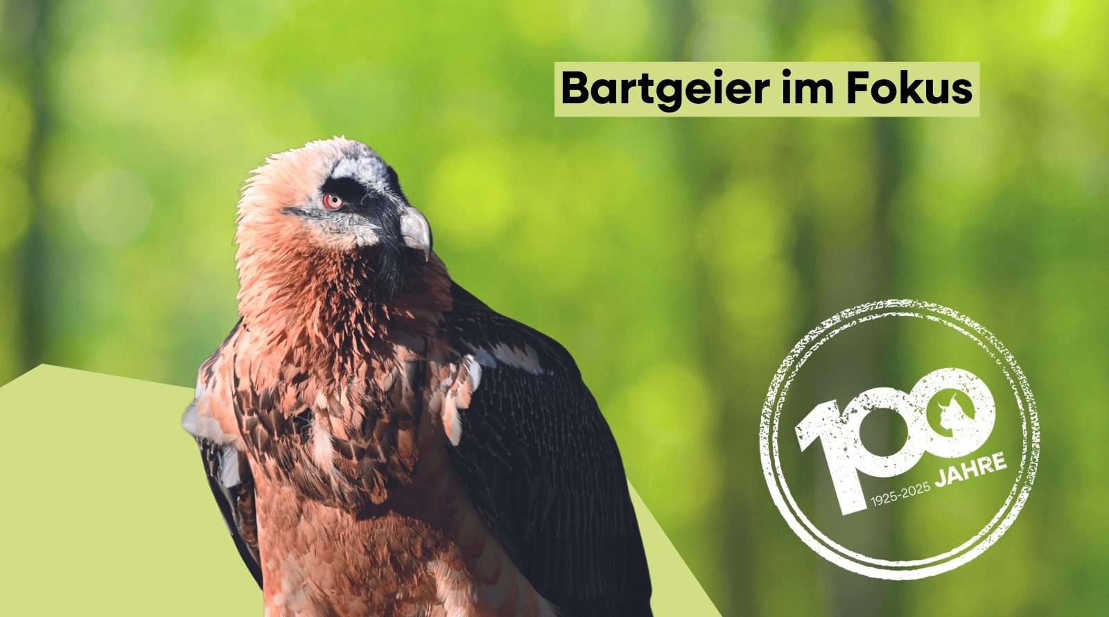 Kurzinfo: Bartgeier im Fokus | Natur- und Tierpark Goldau