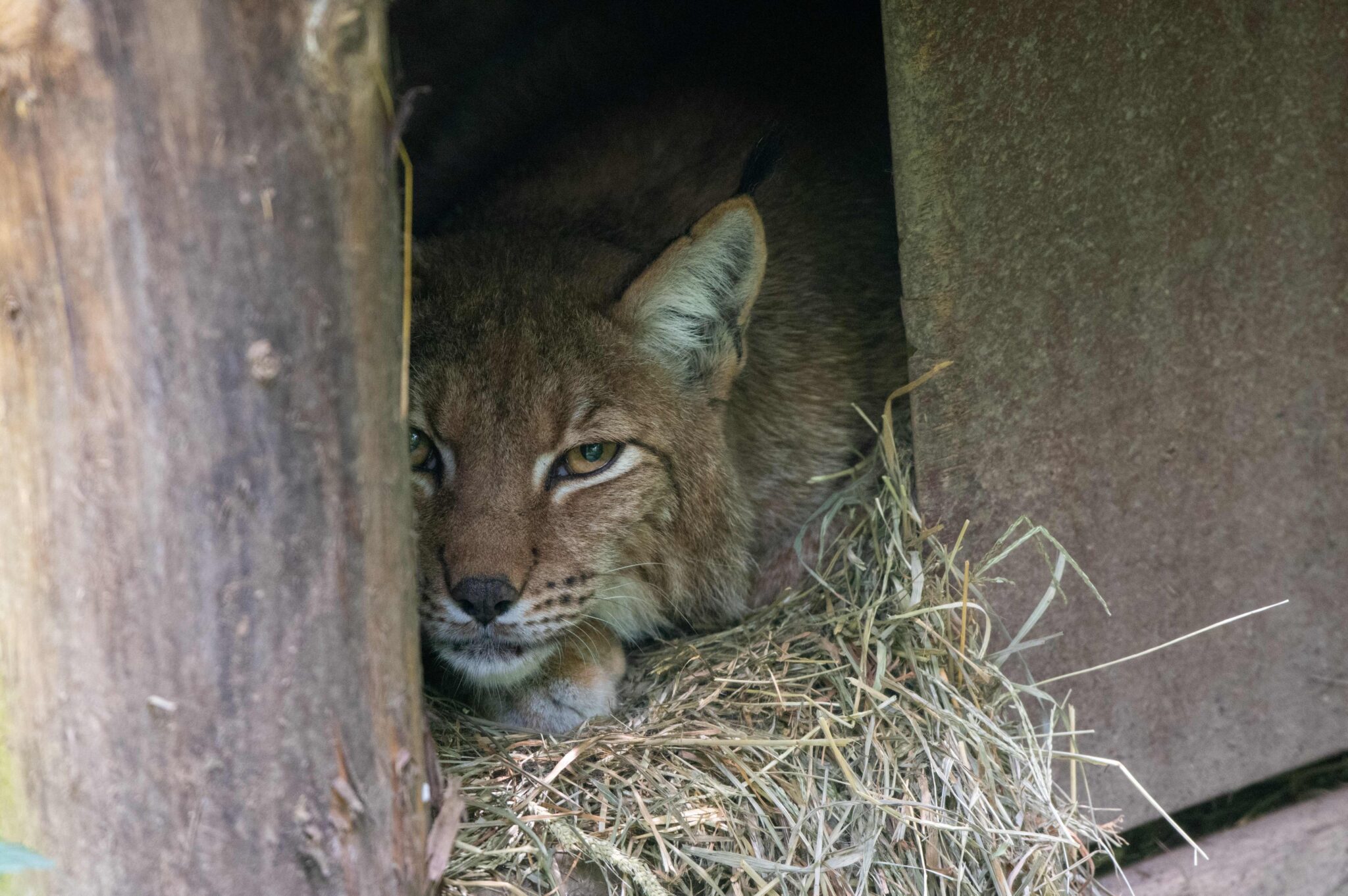 Erster Luchs-Nachwuchs seit über 25 Jahren | Natur- und Tierpark Goldau