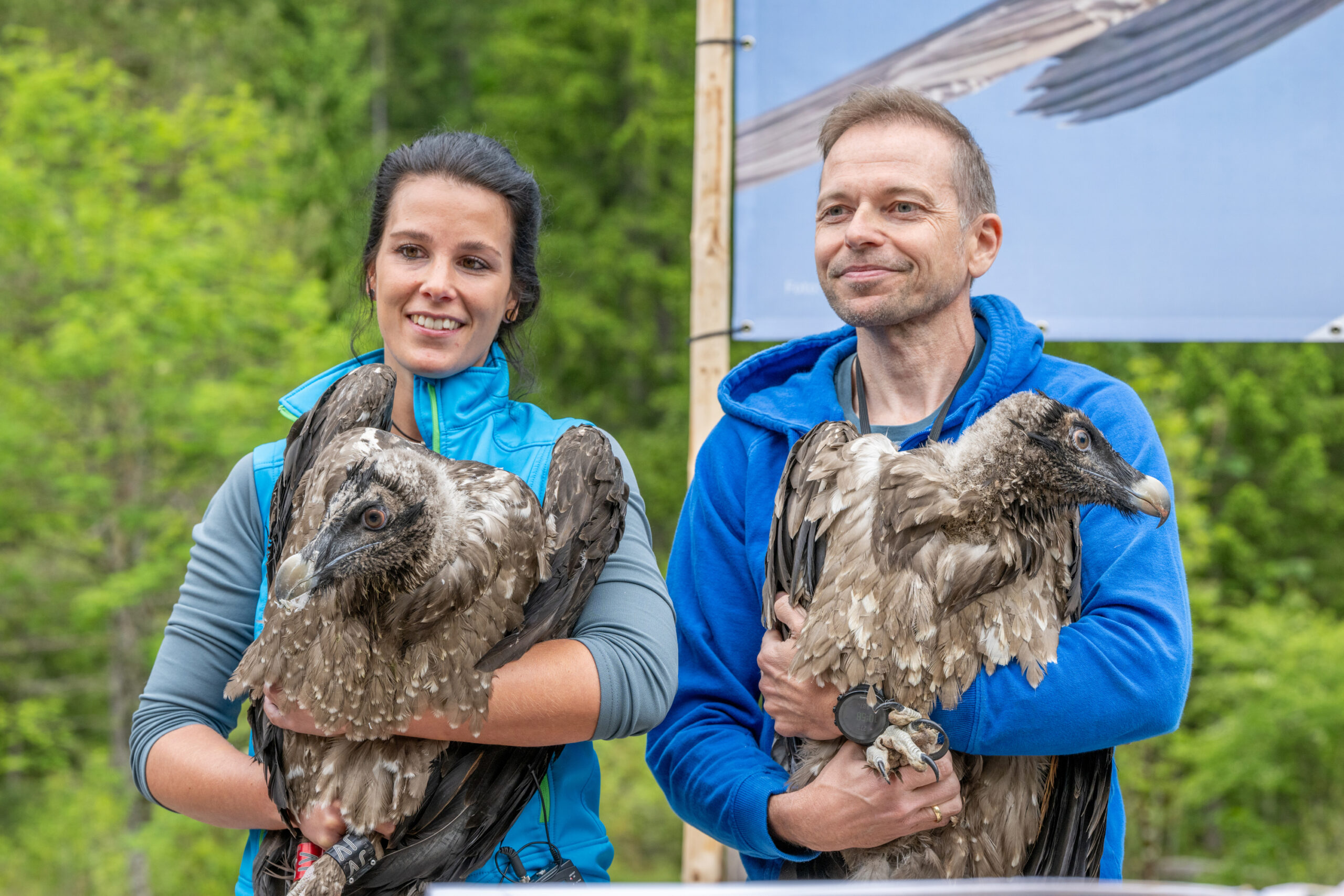 «Goldauer» Bartgeier erfolgreich ausgewildert | Natur- und Tierpark Goldau